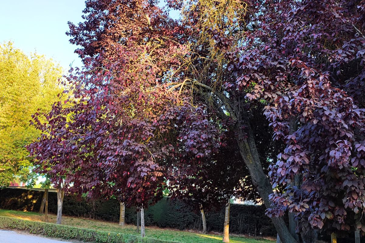 The Top 10 Most Spectacular Trees for Fall Foliage – That Plant That Zen