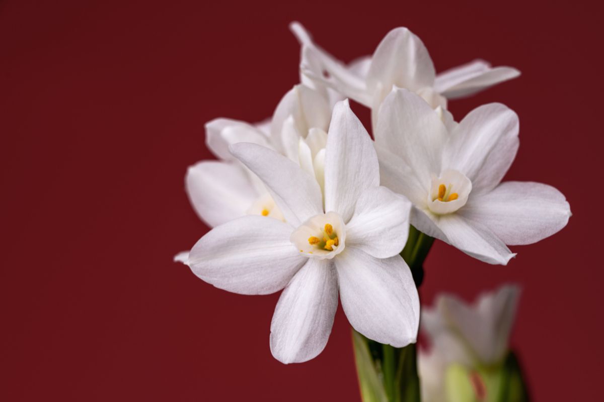 Paperwhites (Narcissus papyraceus): A Comprehensive Flower Profile ...