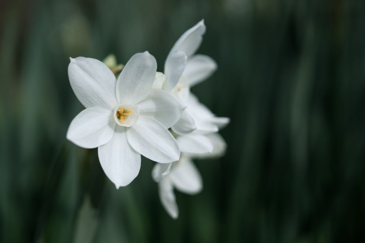 Paperwhites (Narcissus papyraceus): A Comprehensive Flower Profile ...