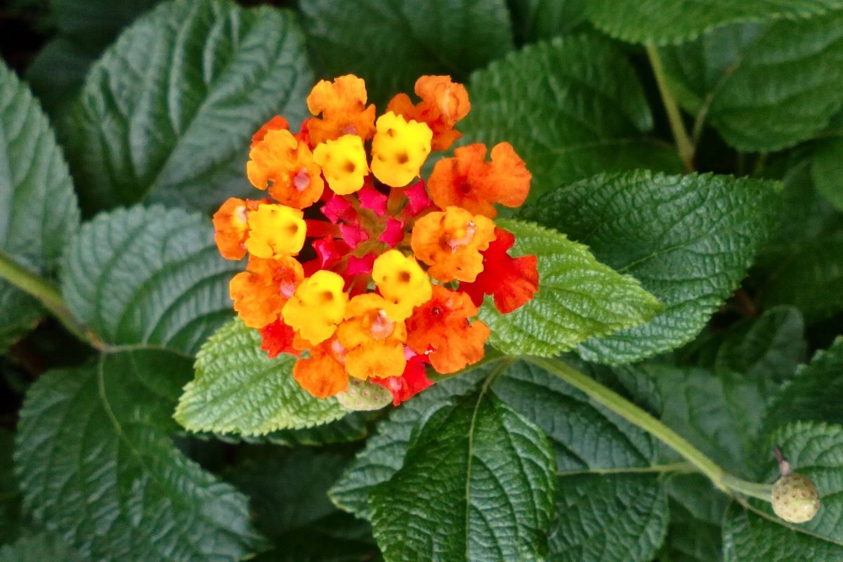 Lantana (Lantana spp.): A Comprehensive Flower Profile – That Plant ...