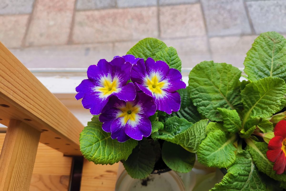 Primrose (Primula vulgaris): A Comprehensive Flower Profile – That ...