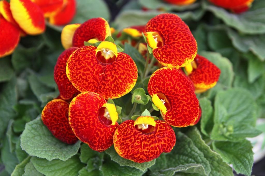 Calceolaria Flower Profile: A Colorful and Unique Addition to Your Garden – That Plant That Zen