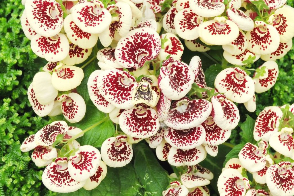 Calceolaria Flower Profile: A Colorful and Unique Addition to Your ...