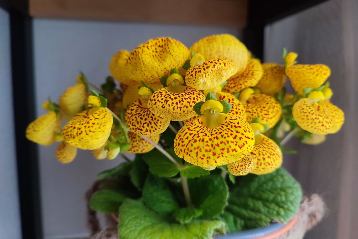 Calceolaria Flower Profile: A Colorful and Unique Addition to Your Garden – That Plant That Zen
