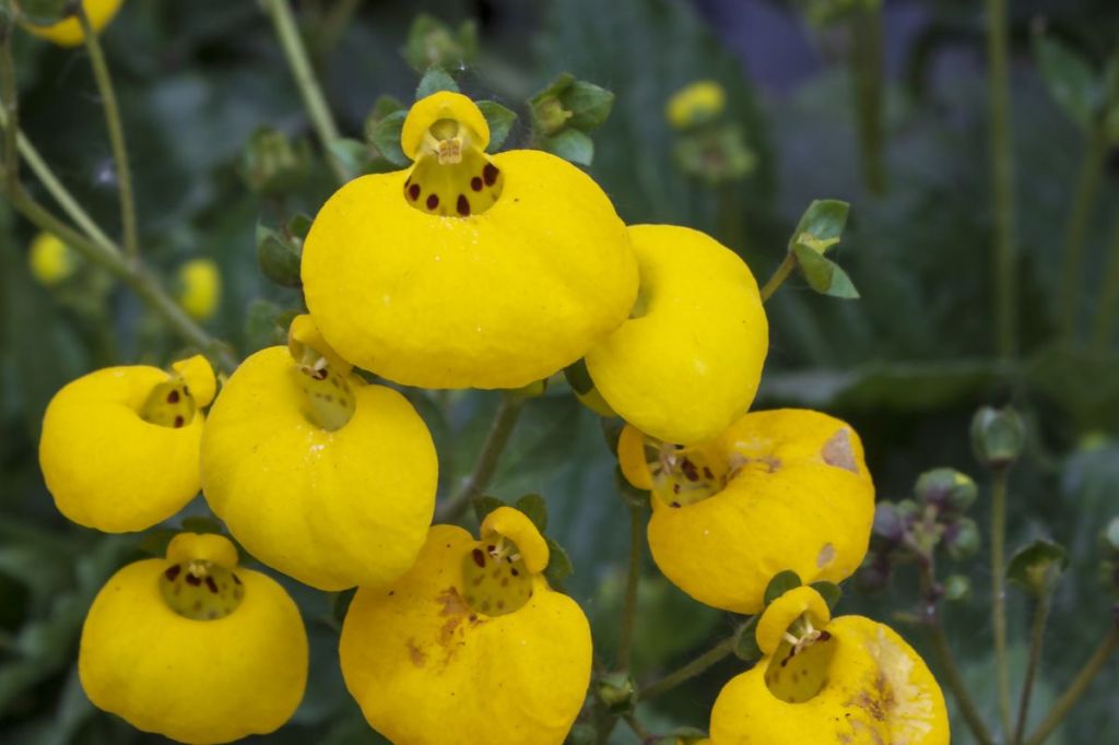 Calceolaria Flower Profile: A Colorful and Unique Addition to Your Garden – That Plant That Zen