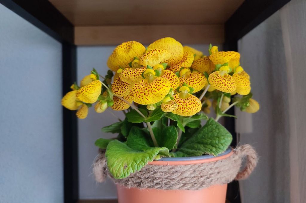 Calceolaria Flower Profile: A Colorful and Unique Addition to Your Garden – That Plant That Zen