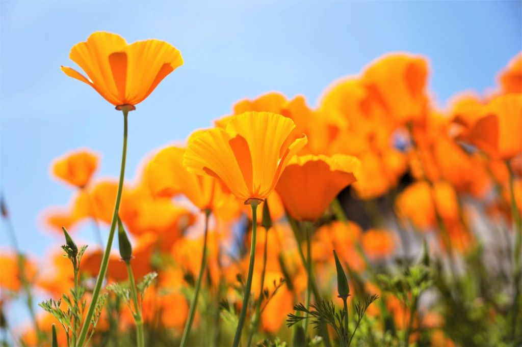 Poppy Flowers in the Wild: Understanding Their Natural Habitat and ...