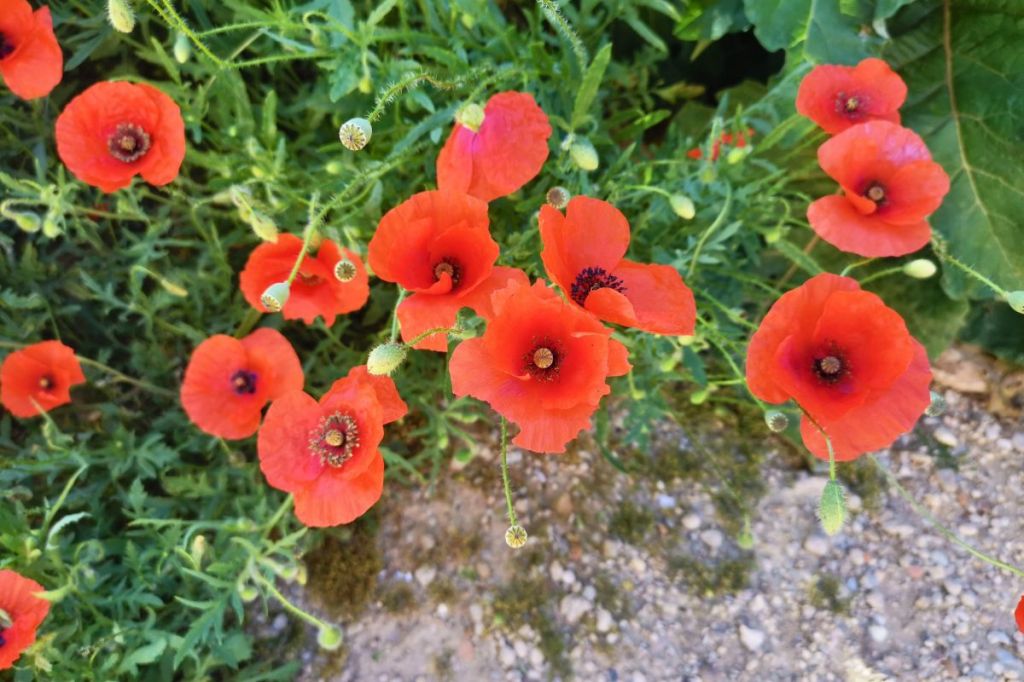 Poppy Flowers in the Wild: Understanding Their Natural Habitat and ...